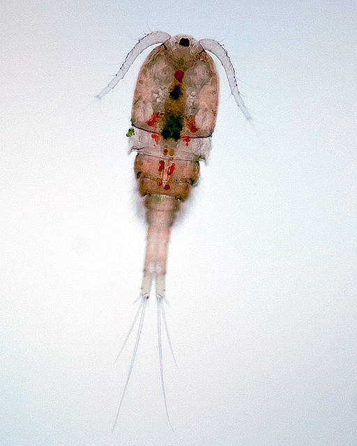 7 Questions Kids Always Ask About Animals | The Ark In Space