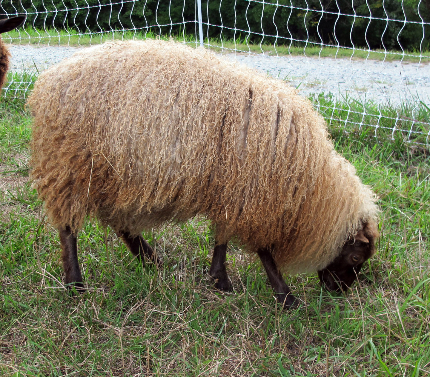 FarmGirl's Homestead Sheep: Finnsheep and Gulf Coast Natives