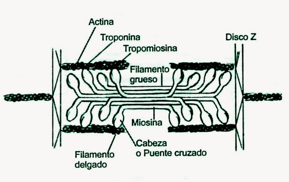 Fisiología del proceso contráctil del músculo esquelético
