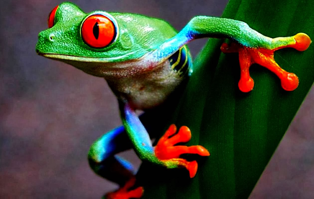 Wallpapers de Ranas - Fondos de Pantalla HD | Colorear a Heidi