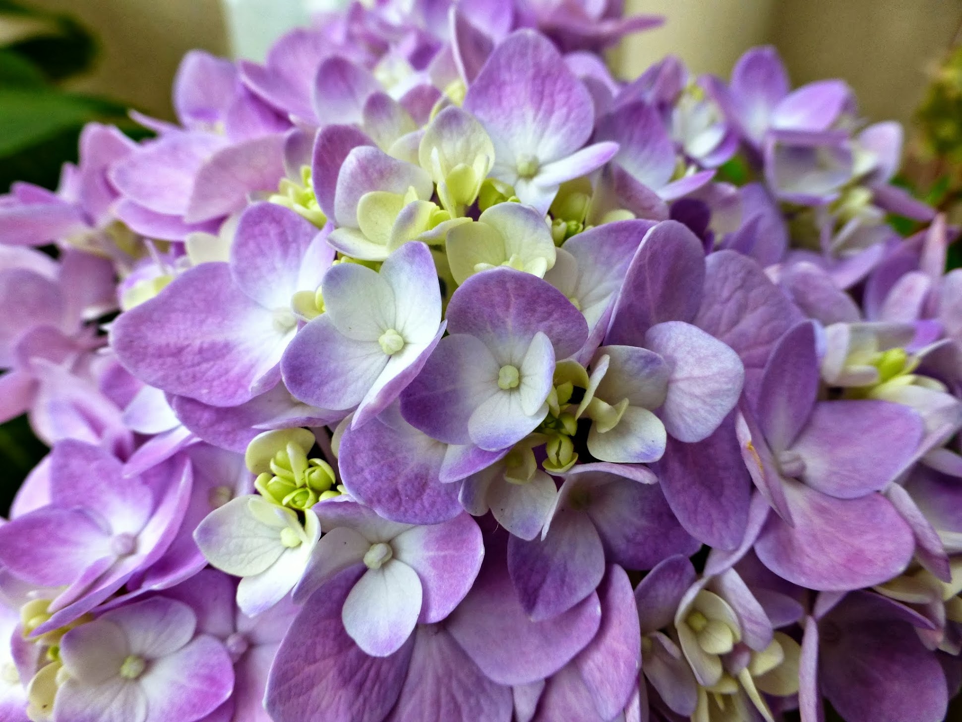 RESEPI NENNIE KHUZAIFAH: Bunga Hydrangea di taman ros nannie