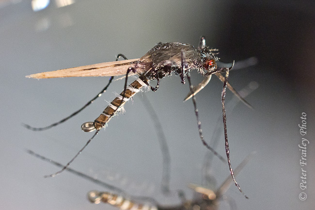 Fishing With Flies :: Blog: Bob Mead's realistic mosquitoes