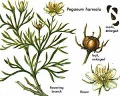 Blog Dr. Carlos: Harmina ou "arruda da Síria" para o tratamento de ...