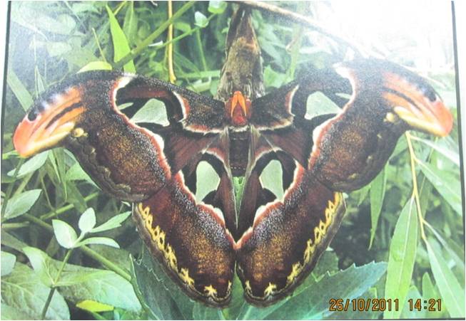 sakura: LAWATAN KE TAMAN RAMA - RAMA