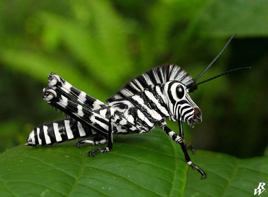 Design Stack: A Blog about Art, Design and Architecture: Sweet Animals ...