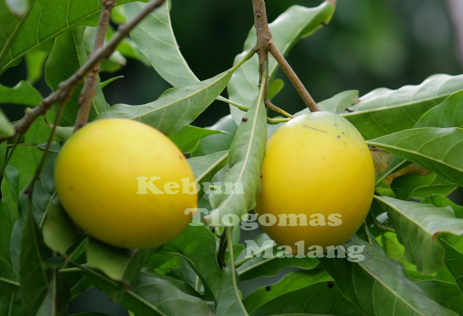 Fruit Trees - Home Gardening Apple, Cherry, Pear, Plum: Abiu Fruit Tree
