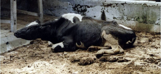 Edoméx en línea: Carne de animales enfermos consumen en Neza
