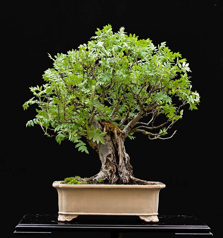 Walter Pall Bonsai Adventures: Rowan #1