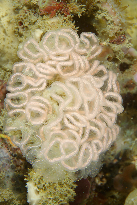 Hypselodoris: Tritonia hombergii Cuvier, 1803