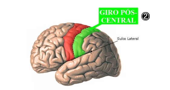 Neuropostagens - Uma abordagem neurocientífica: As curiosas ...