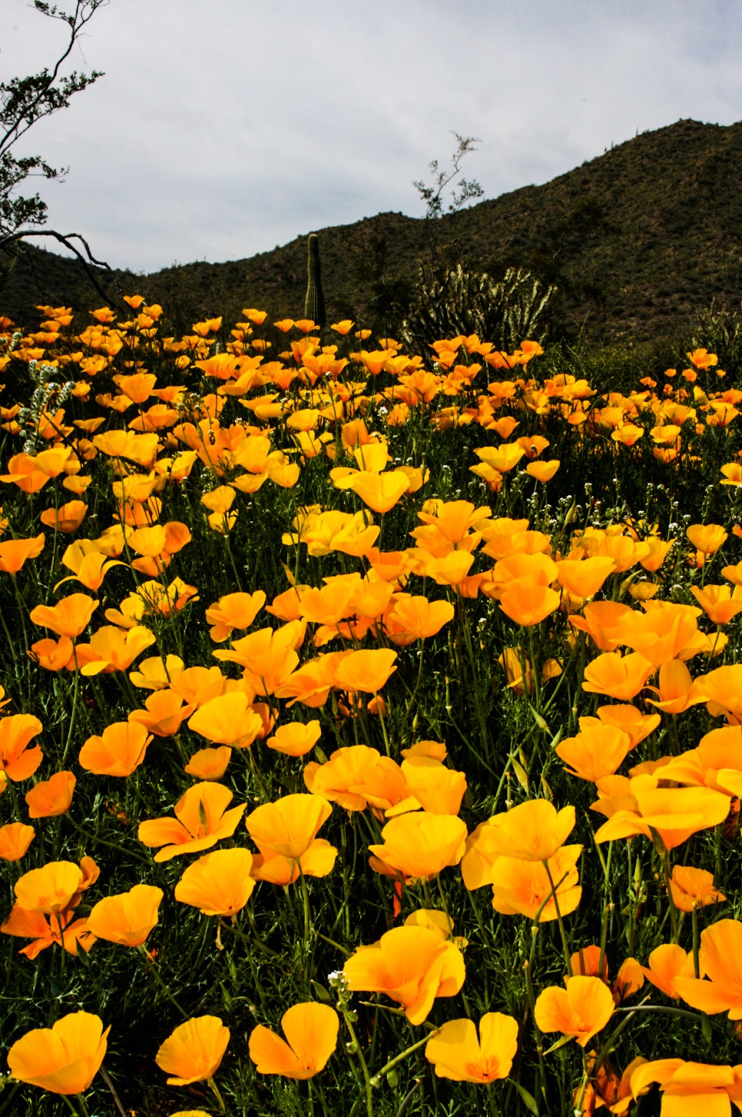 Walking Arizona: Spring Poppies