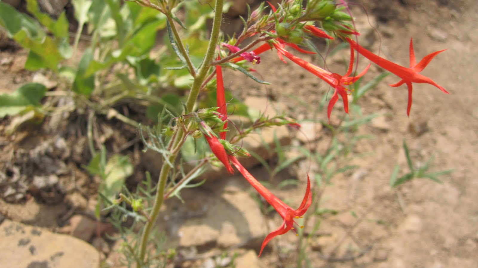 Innie Me: Colorado Wildflowers - Red and Orange