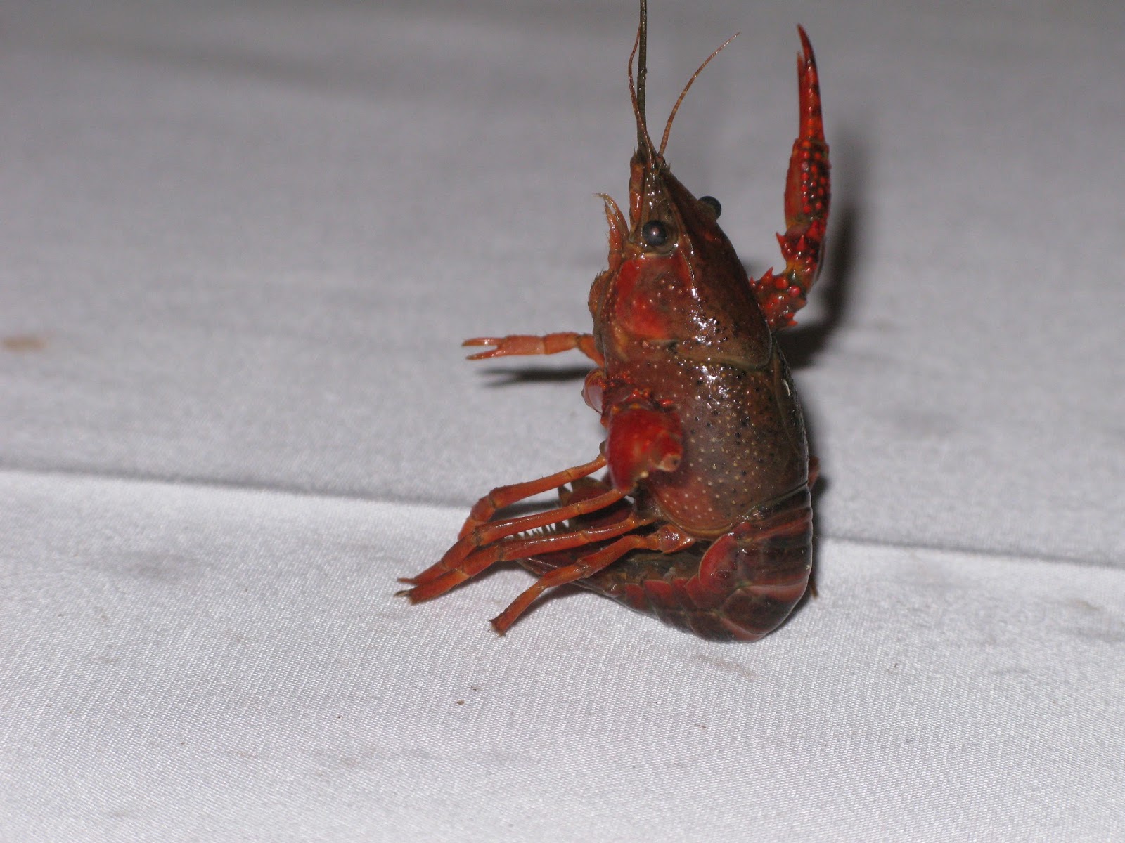Traveling with Pam: Crawfish in Baton Rouge