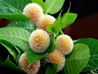 We love Our Bangladesh: Kadam/Kadambo is a rainy season flower in ...
