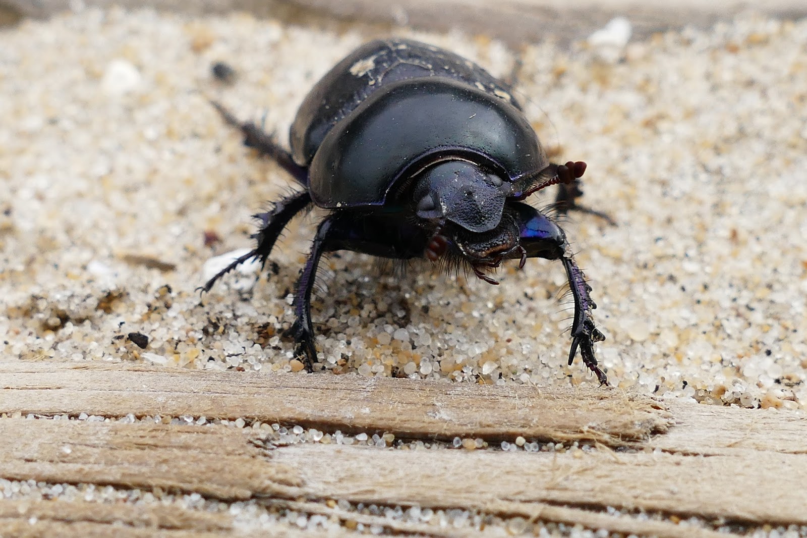 Le Blog "PYRENEES et NATURE" de Benjamin JOFFRE: 8 Mars 2016: Le Scarabée