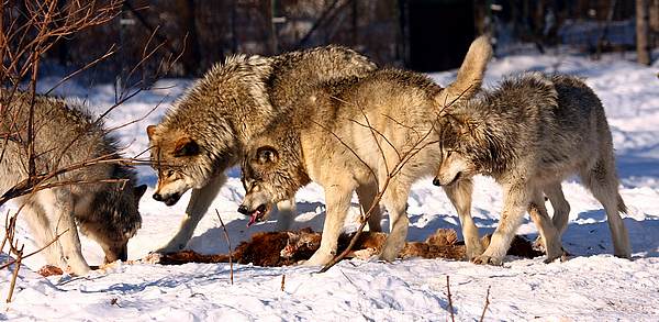 Competencia En Animales