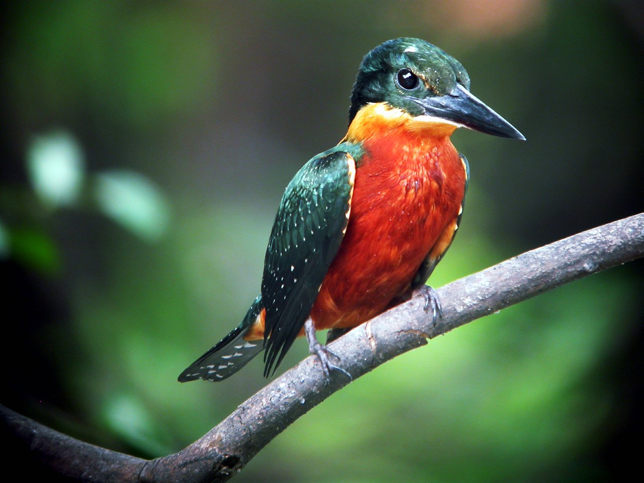 Kingfisher | The Life of Animals