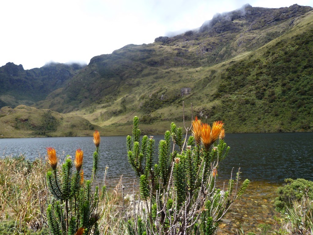 REMURPI: Municipalidades Provinciales de Huancabamba, Ayabaca, Jaén y ...