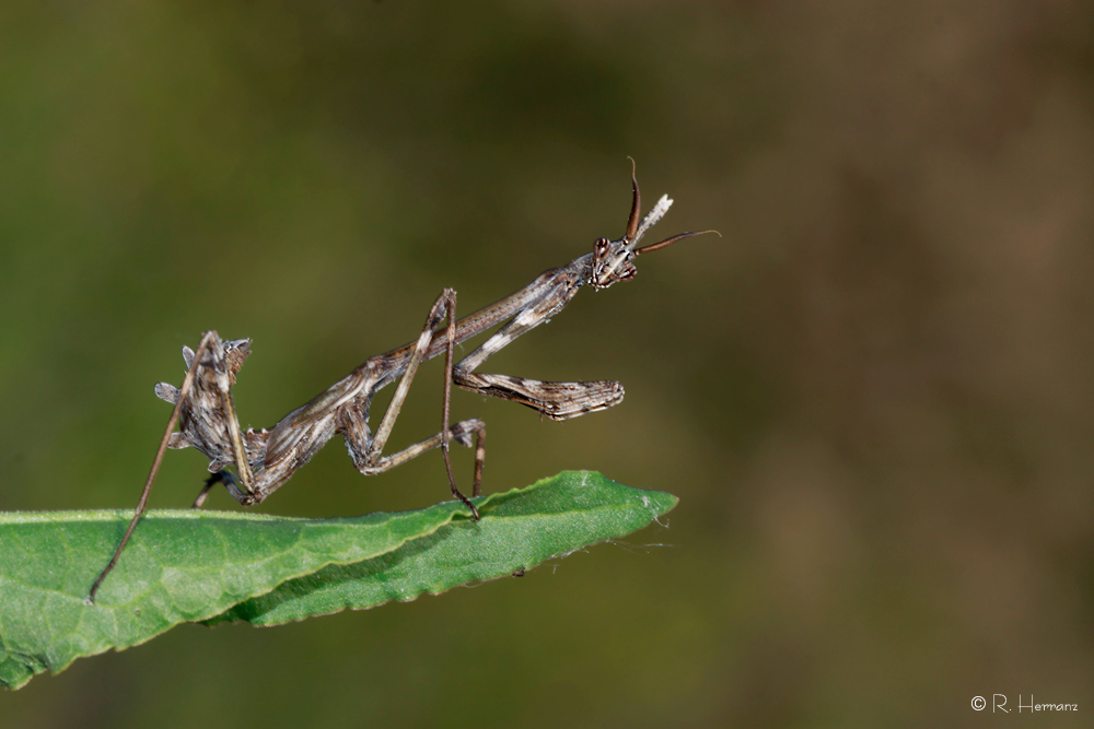 fotosricardo-h: EMPUSA O MANTIS PALO - Conehead Mantis