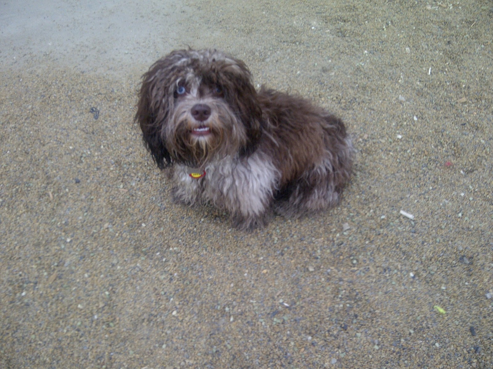 City Dog Pack: Riley the cockapoo