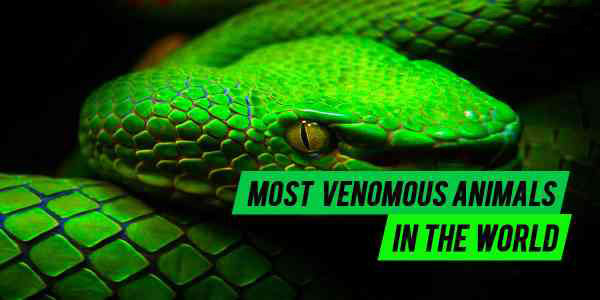 10 MOST VENOMOUS ANIMAL LIST ARE FULL OF DEADLY CREATURES - BIG NEWS