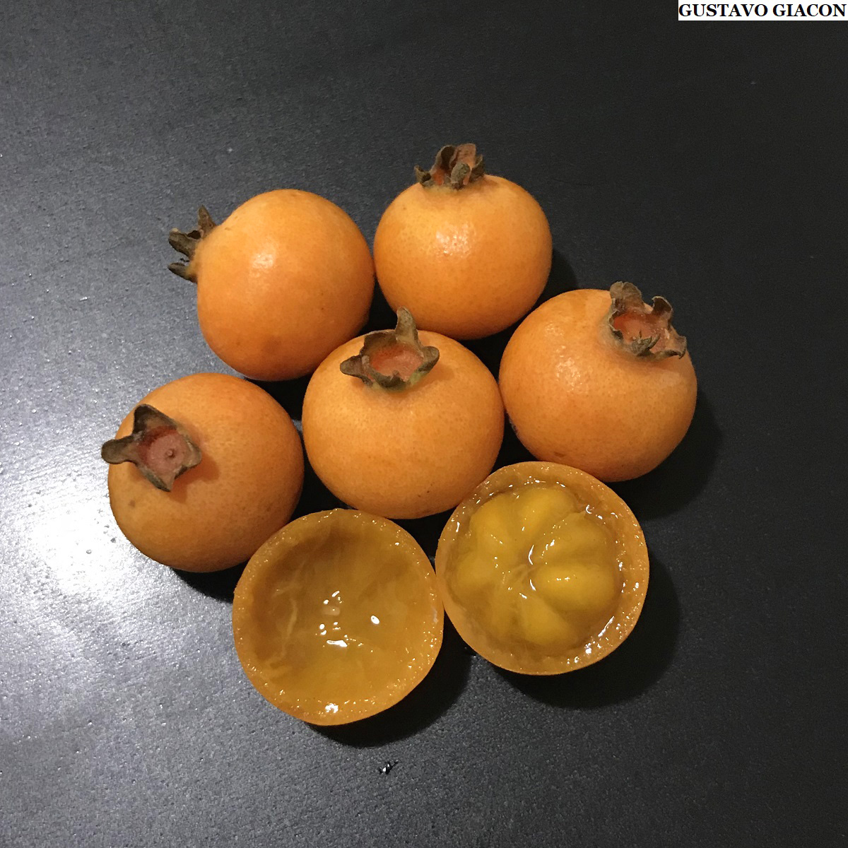 Viveiro Ciprest - Plantas Nativas e Exóticas: Guabiroba Laranja ou ...