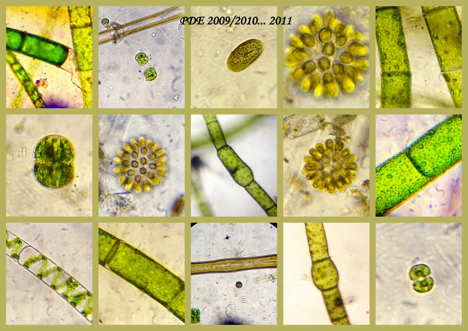 Cultivo de Microalgas em Fotobiorreatores: Microalgas...