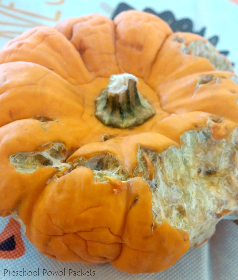 Preschool Pumpkin Skin Experiment ~ Preschool Science | Preschool Powol ...