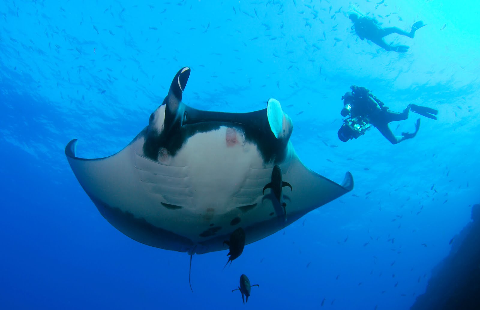 Protejamos las Maravillas del Mar: BUCEO CON MANTAS