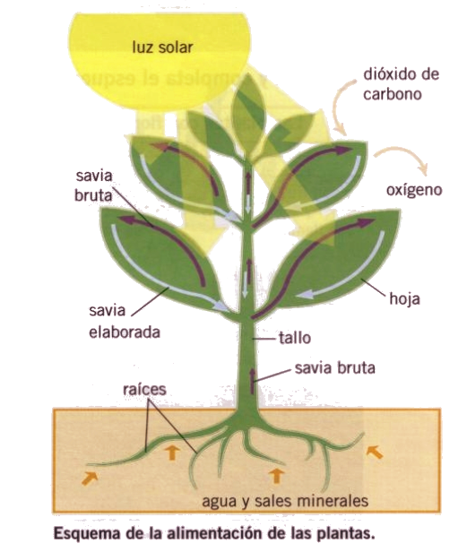 La Nutrición De Las Plantas Claríndigital Quinto