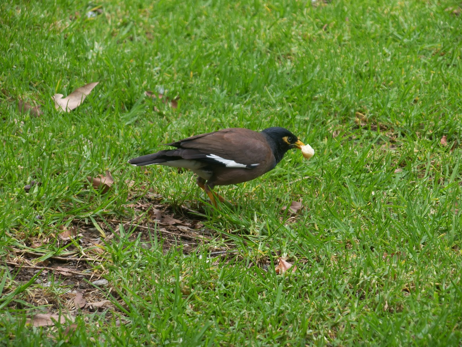 Birding For Pleasure: Birds at the Botanic Gardens, Sydney