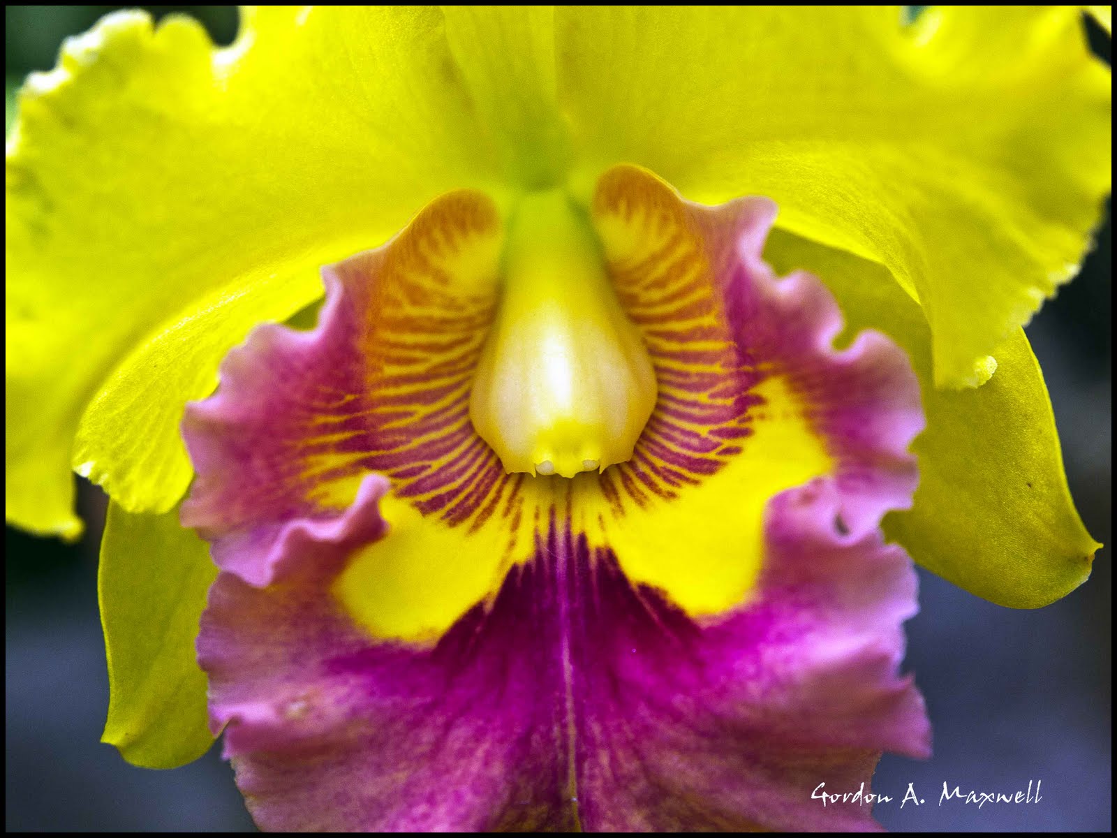 Vacation 2011: Flowers of Brazil