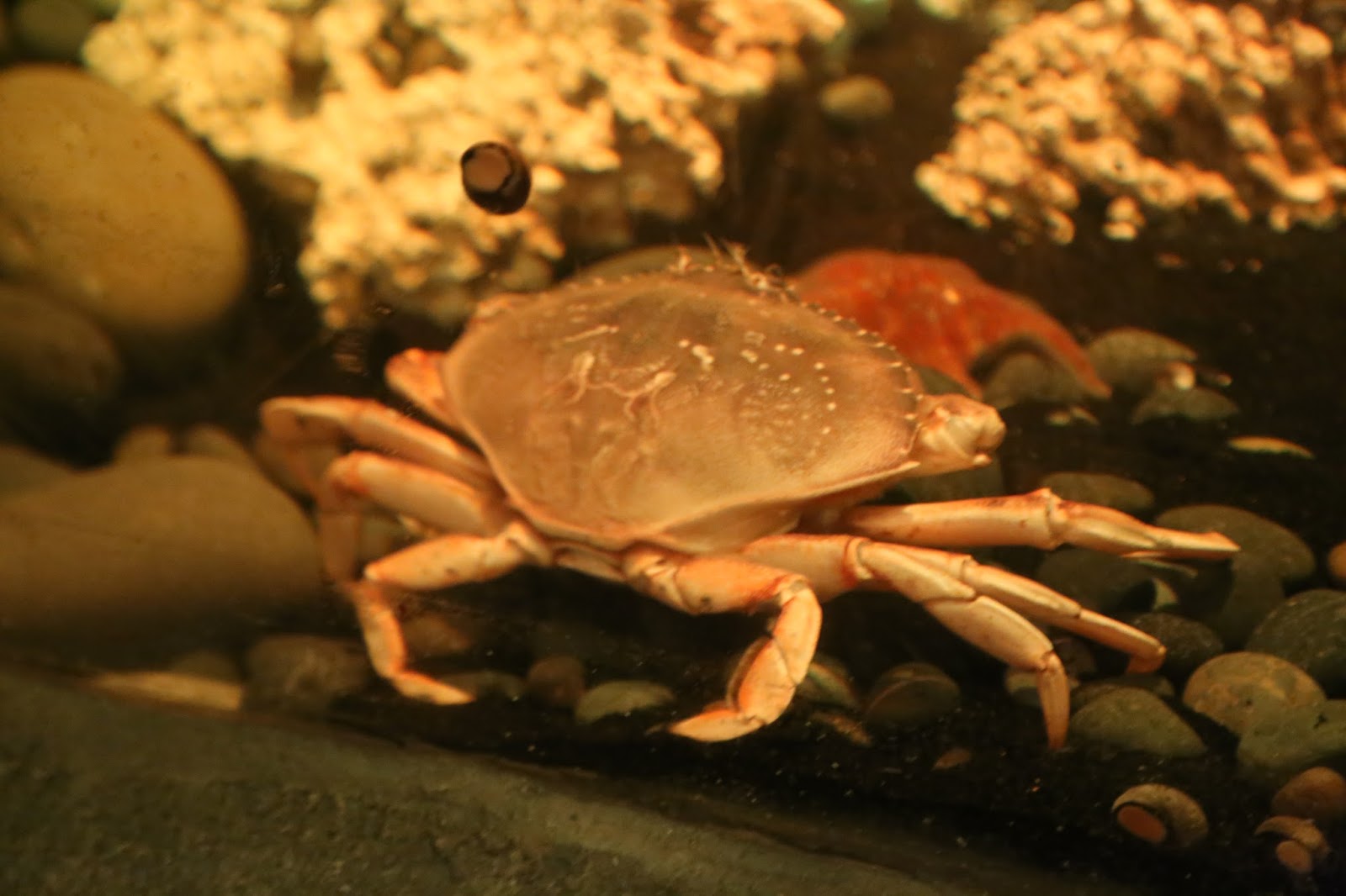 SeaQuest Aquarium Birthday Package | Making Life Blissful