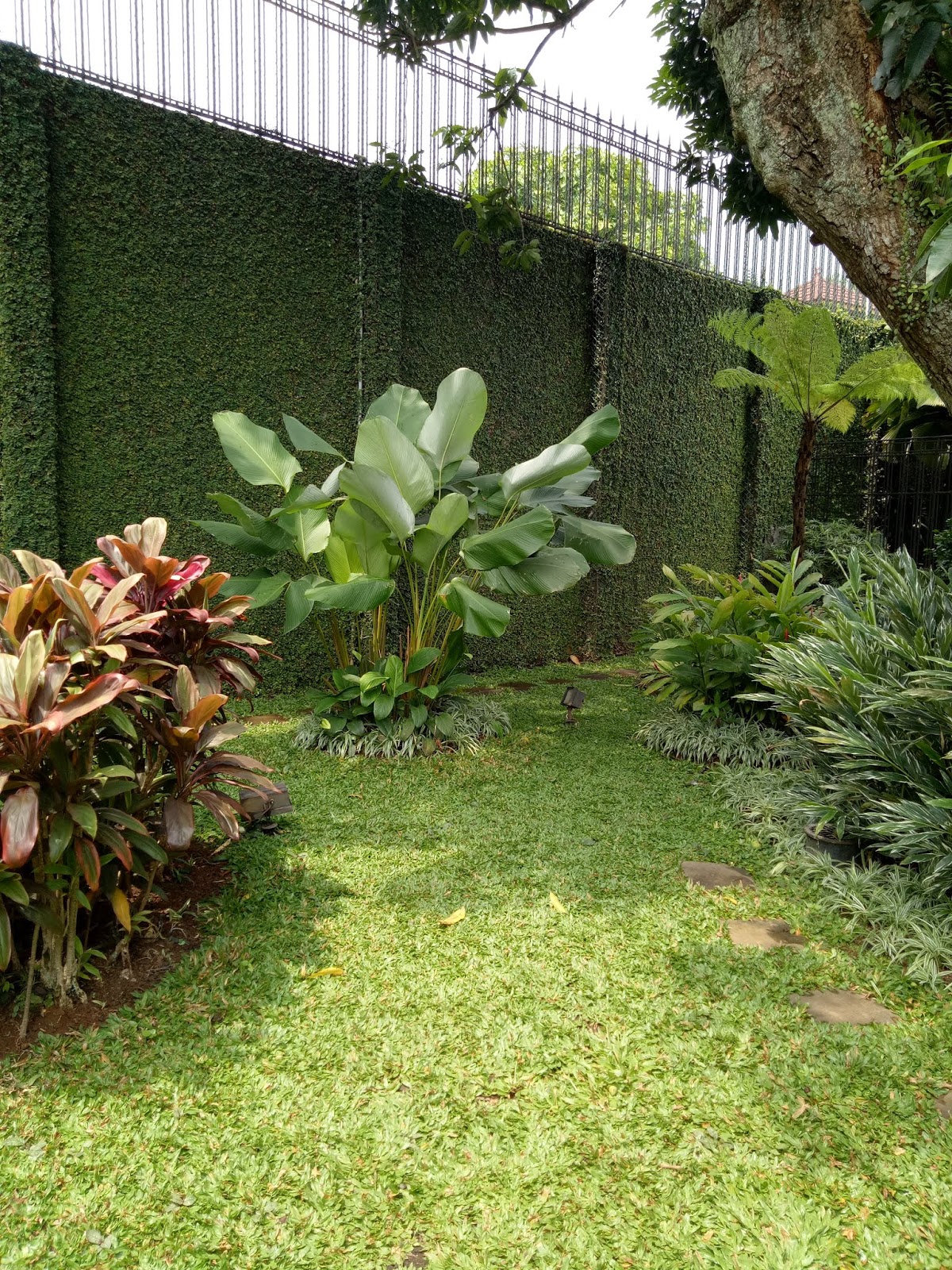 JUAL TANAMAN RAMBAT PACAR TEMBOK ~ SINOX NURSERY