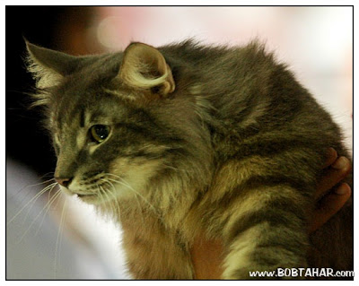 Types of Cats and Pictures: Malaysia Cat or Kucing Malaysia