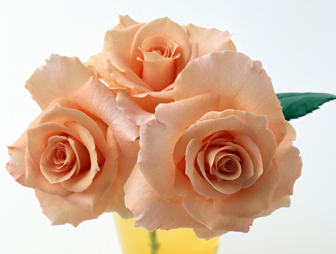 Cute Rose Pictures: FriendShip Rose