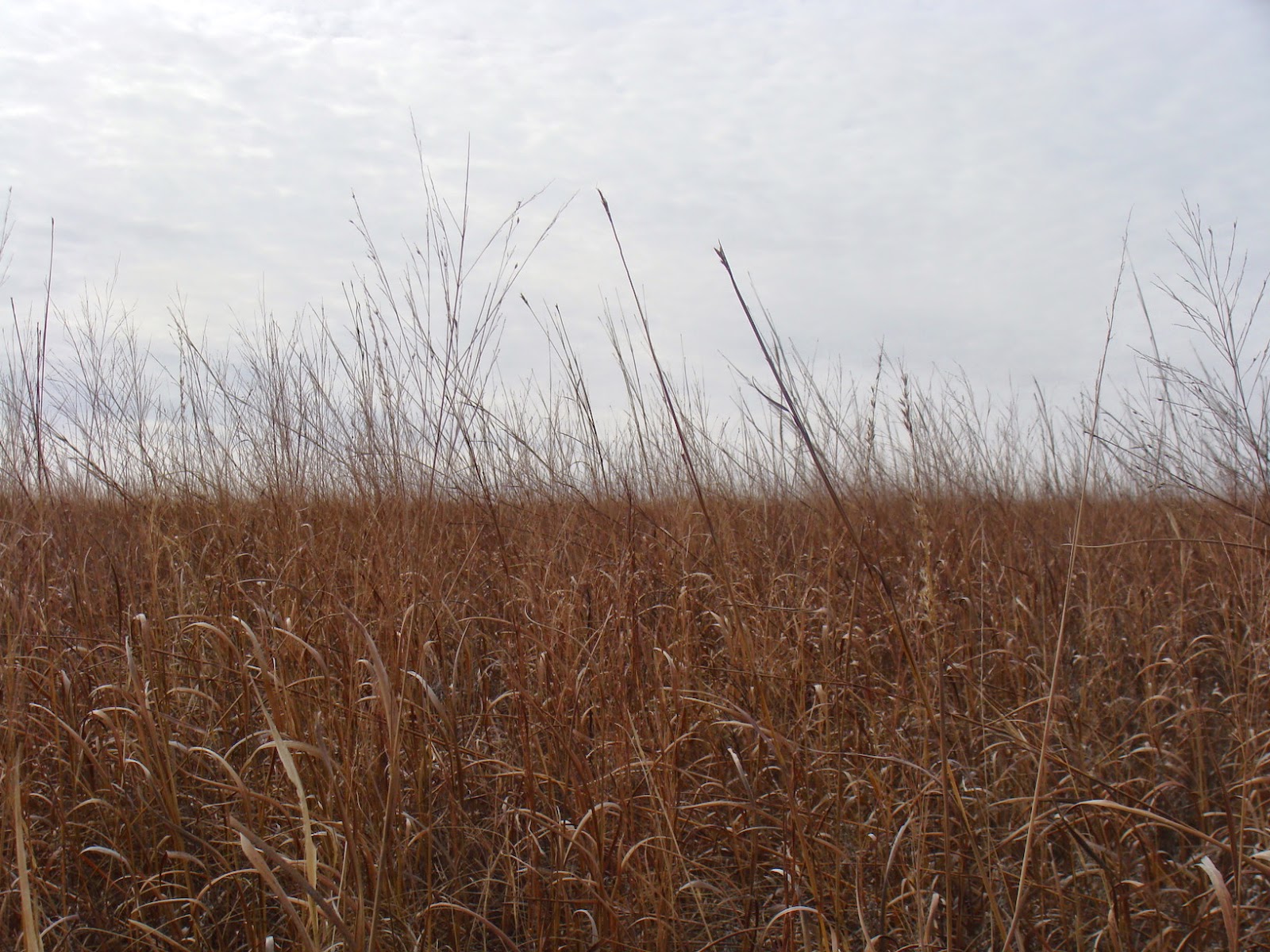 Tallgrass Prairie National Preserve | Day Drunk: Tallgrass Prairie ...