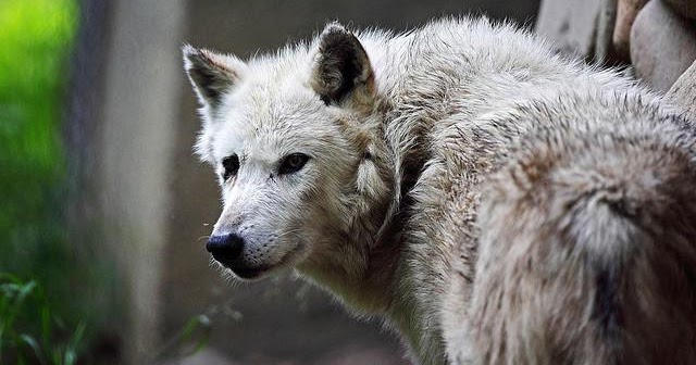 White Wolf : Michigan Indian Tribal Leaders speak out against Michigan ...