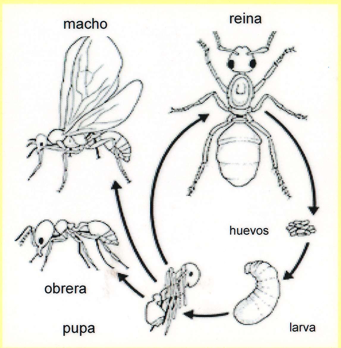 Biota Colombiana: David Leonardo Torres Ramos - Hormigas - Hymenopteras ...