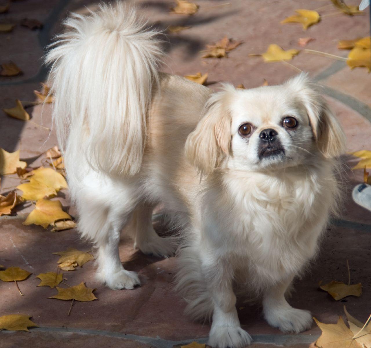 PERROS PEKINES ~ Perros Pekines