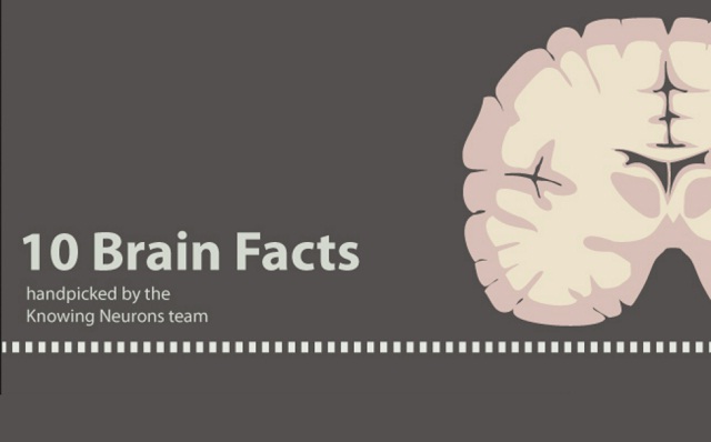 10 Brain Facts [Infographic] - Visualistan