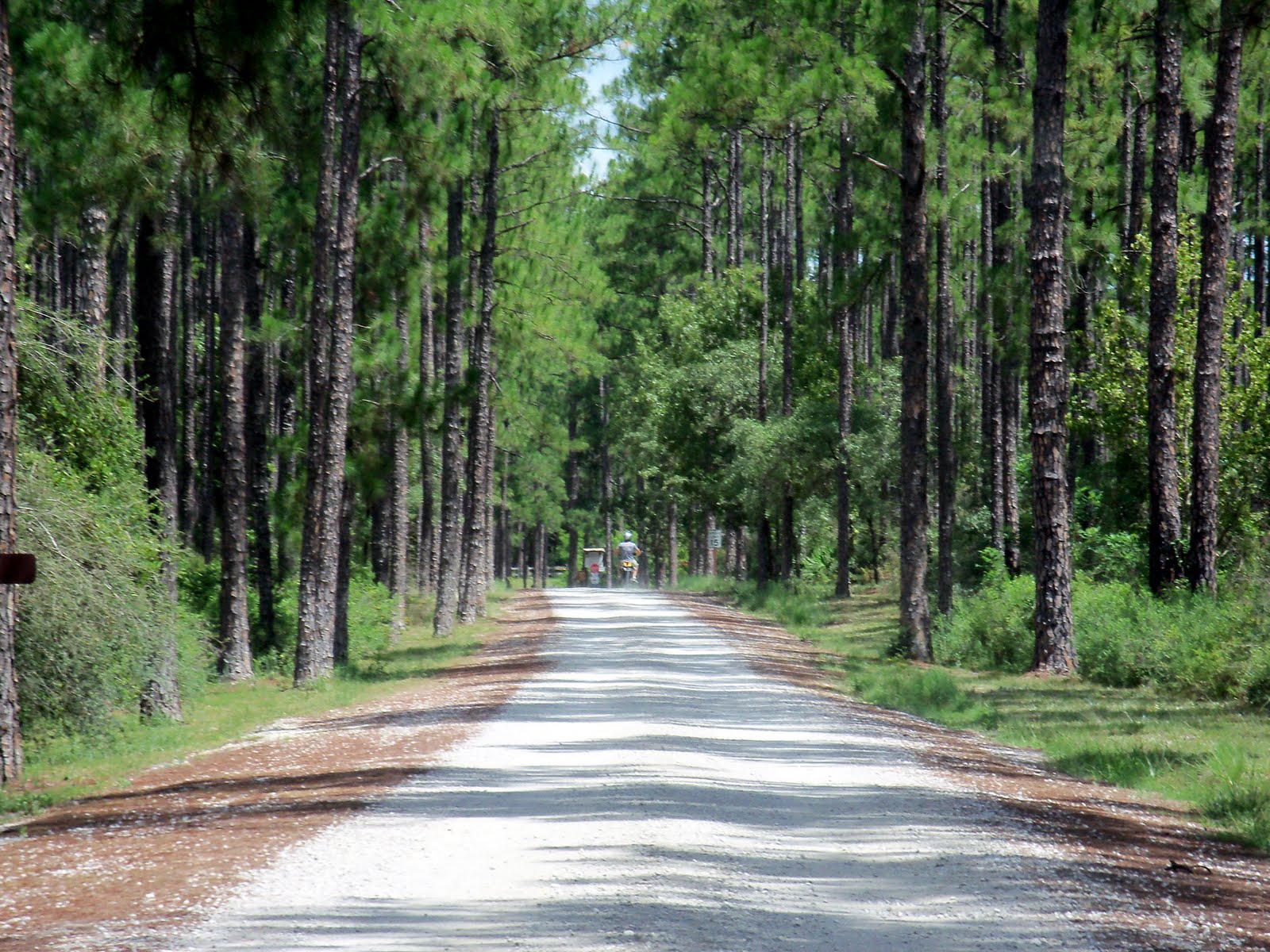 Traveling with the Longdogs: Pine Log Florida State Forest