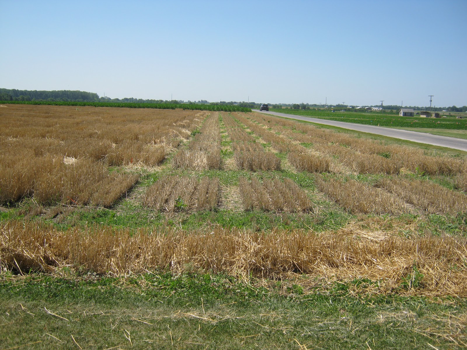 Observations in Agriculture: Small Grain Research