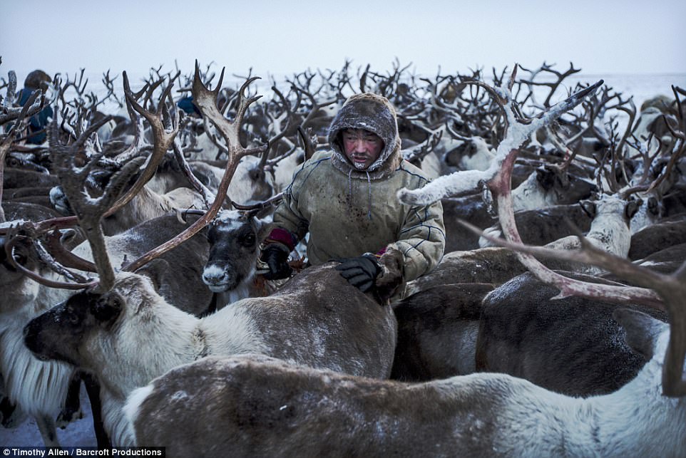 White Wolf : Stunning pictures showcase annual reindeer migration of ...