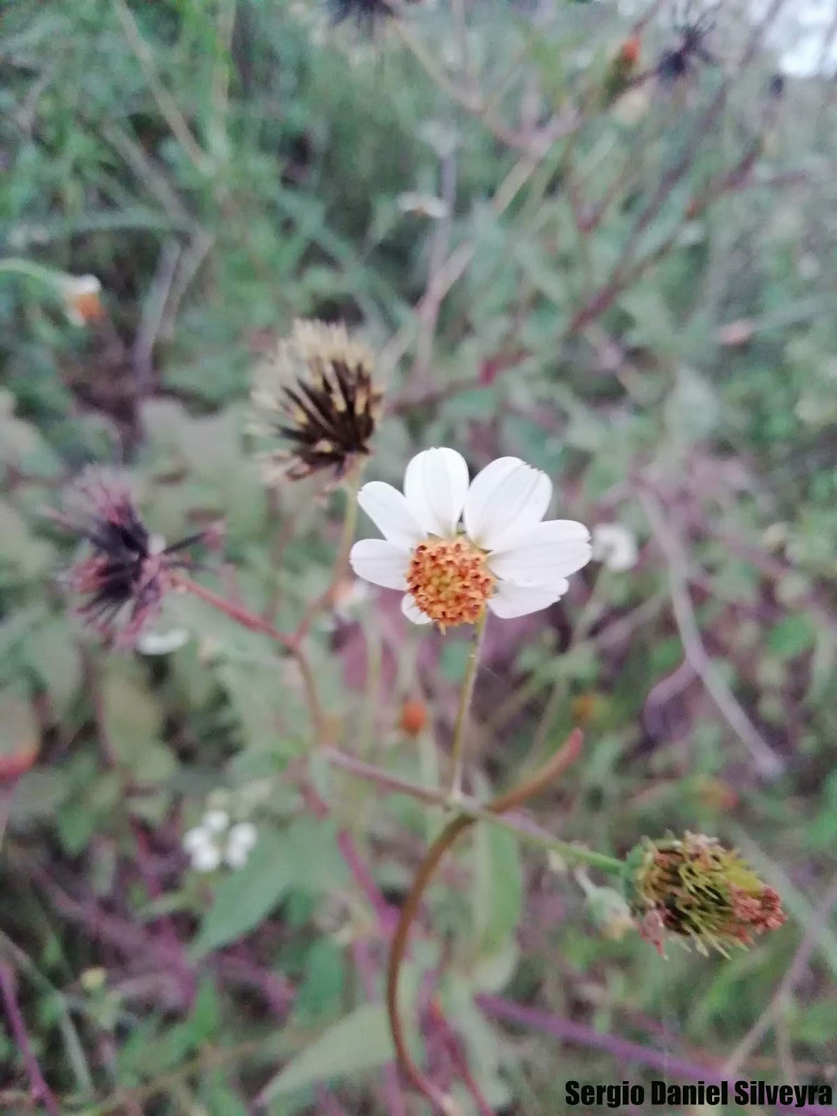 Flora Nativa de Entre Rios
