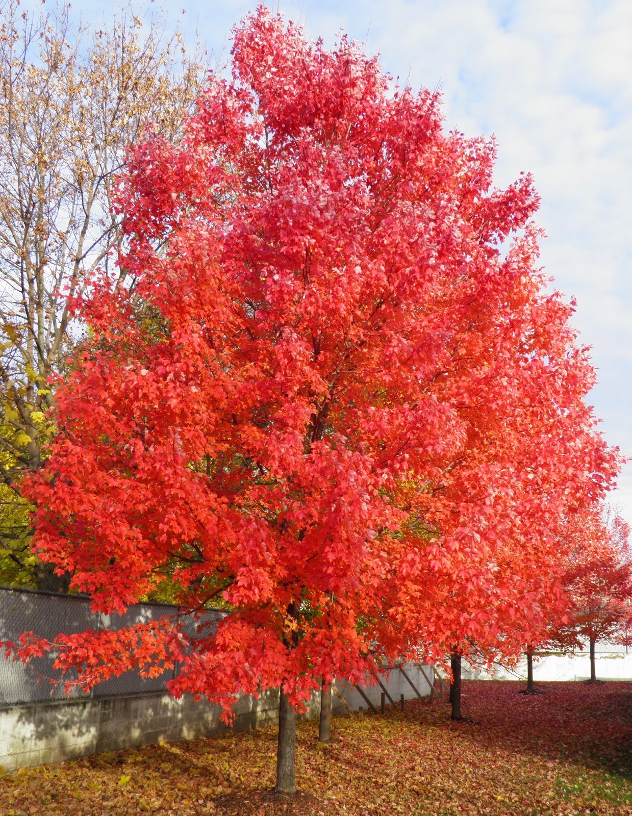 2020 Doug Photo Blog: Red Maple Tree