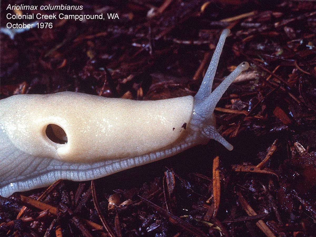 Northwest Nature Notes: THE PACIFIC NORTHWEST IS SLUG COUNTRY