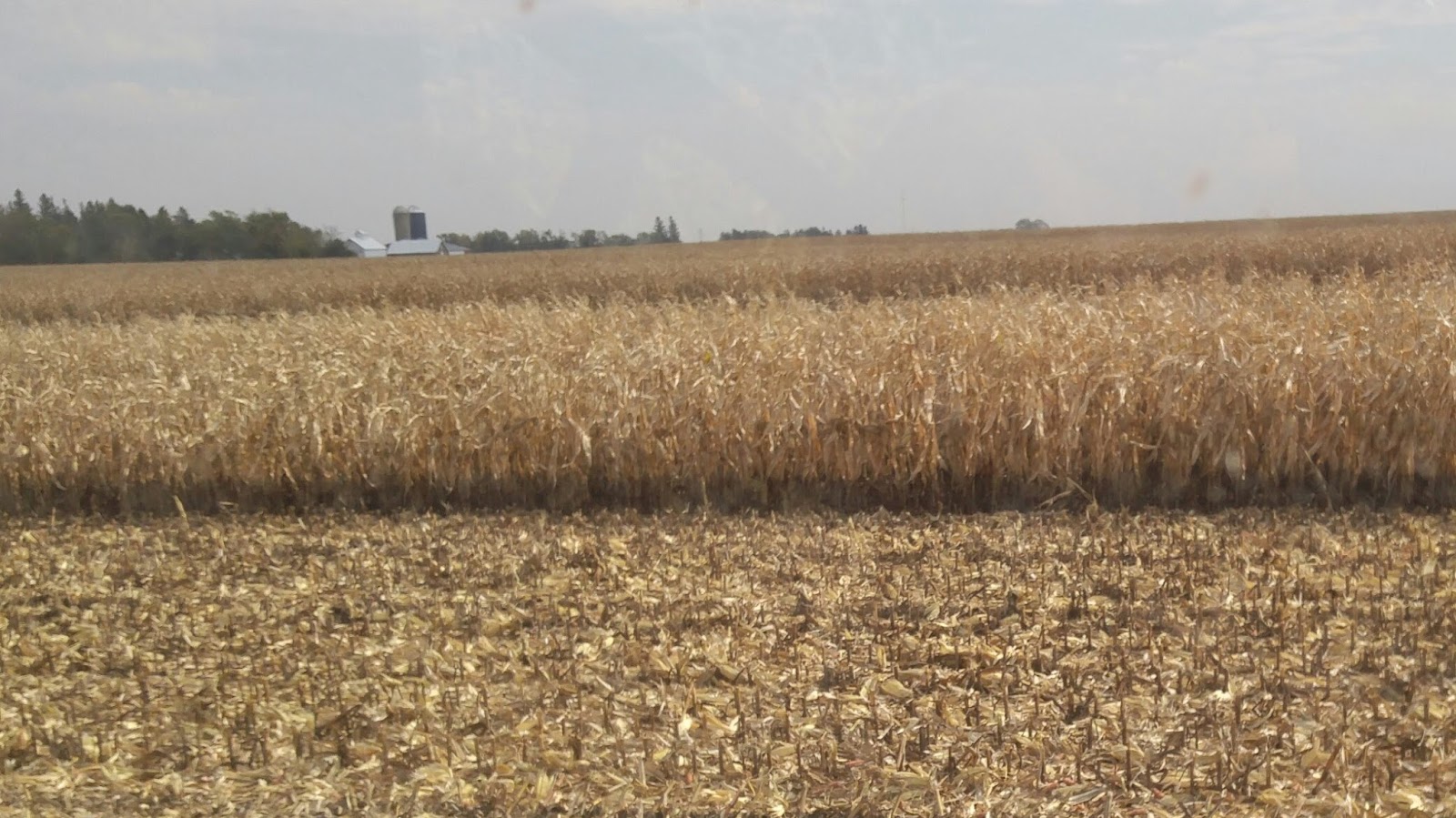 Corn, Beans, Pigs and Kids: Farm Friday - Harvest Happenings