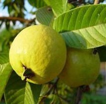 MACAM-MACAM JAMBU BIJI by Organik Share | Organik Share