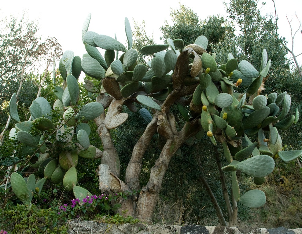 El higo chumbo: 9000 años de antigüedad - Taringa!